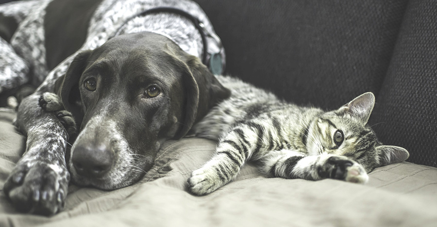 10 Ideas for a Pet-Friendly Home - Cornerstone Homes